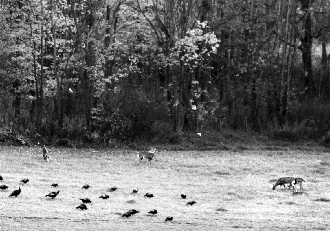 For hunters, establishing a sniper-style firing plan can result in safe ...