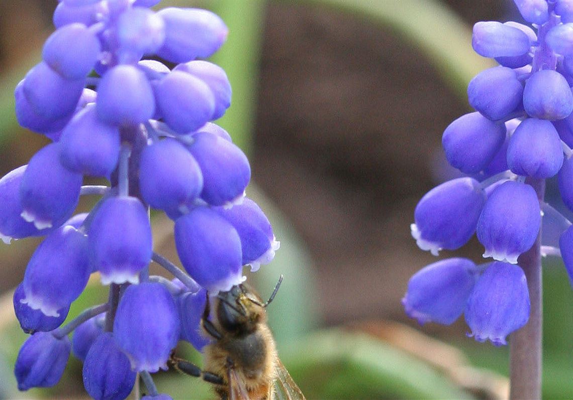 Let's talk about parks: Bees | Pittsburgh Post-Gazette