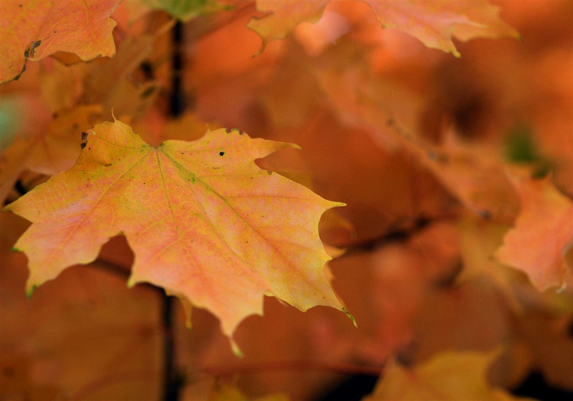 The Fumbler: Everything is falling into place this season | Pittsburgh ...