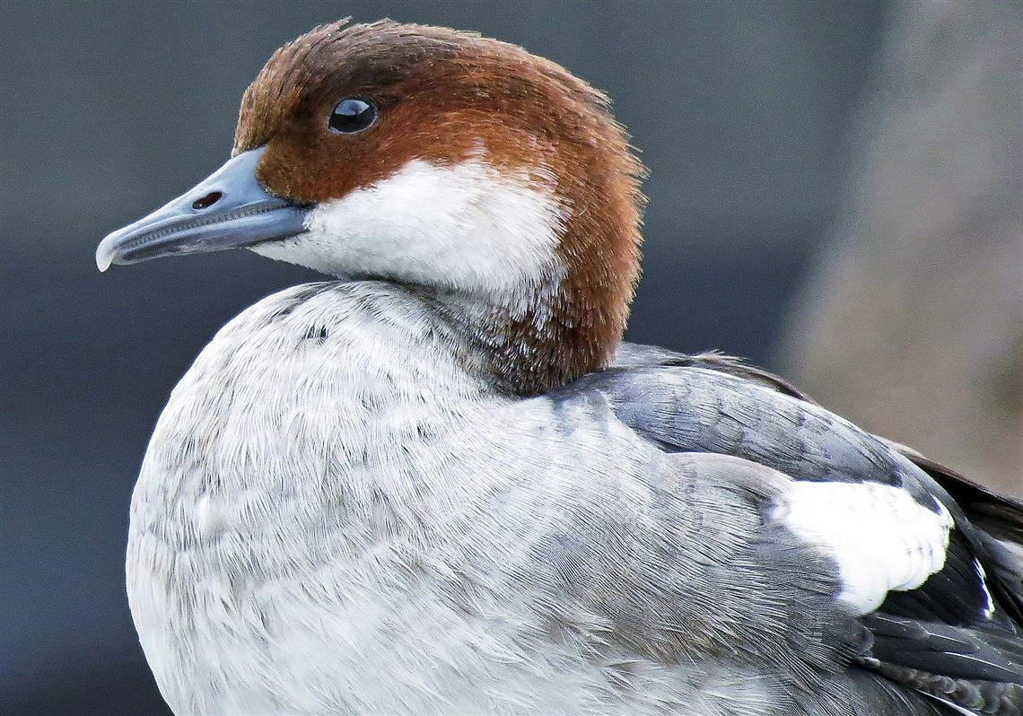 Let's Talk About Birds: Smews | Pittsburgh Post-Gazette