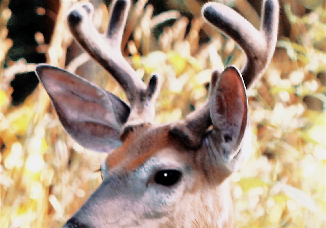 Pet Tales: Thinning the herd of suburban deer | Pittsburgh Post-Gazette