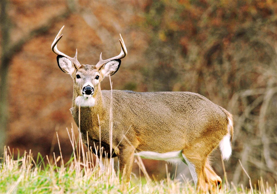 Mt. Lebanon commissioners to take up deer issue once again | Pittsburgh ...