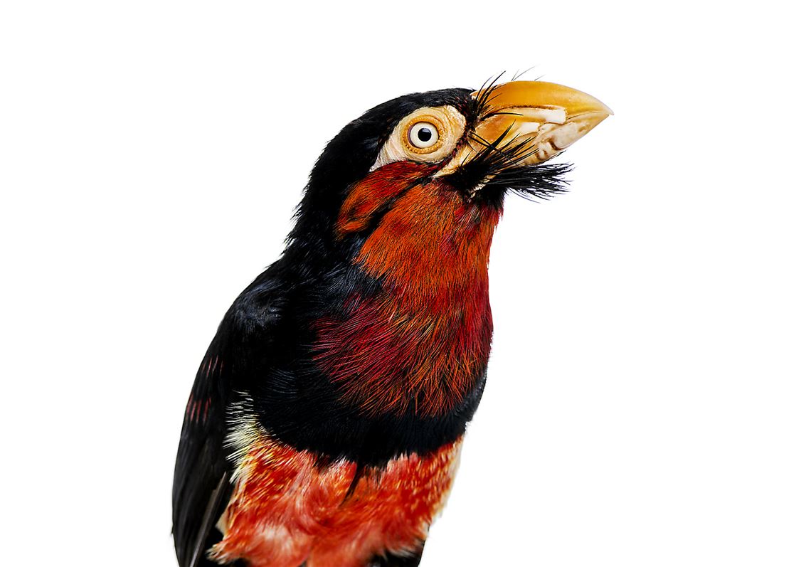 Let's talk about birds: bearded barbet | Pittsburgh Post-Gazette