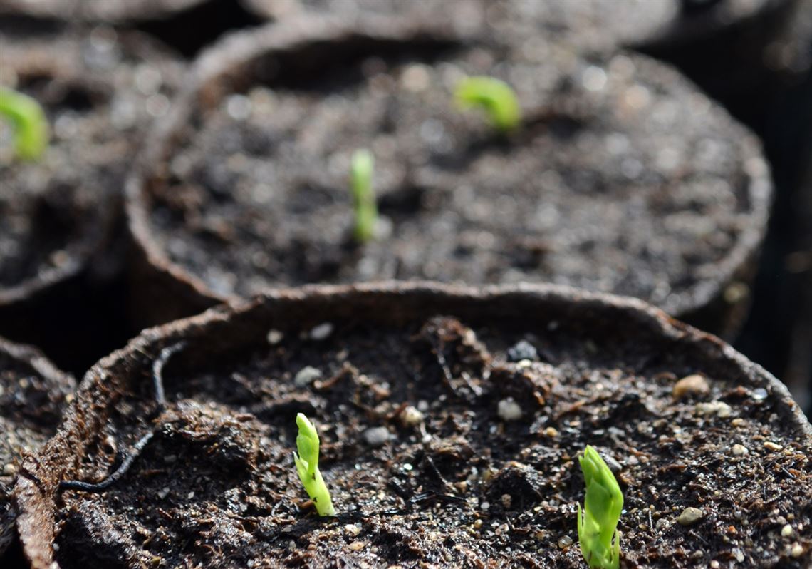 Welcome spring by planting cold-weather crops | Pittsburgh Post-Gazette