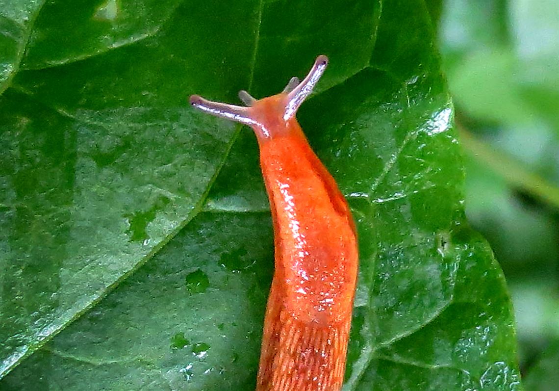 Let's talk about parks: snails and slugs | Pittsburgh Post-Gazette