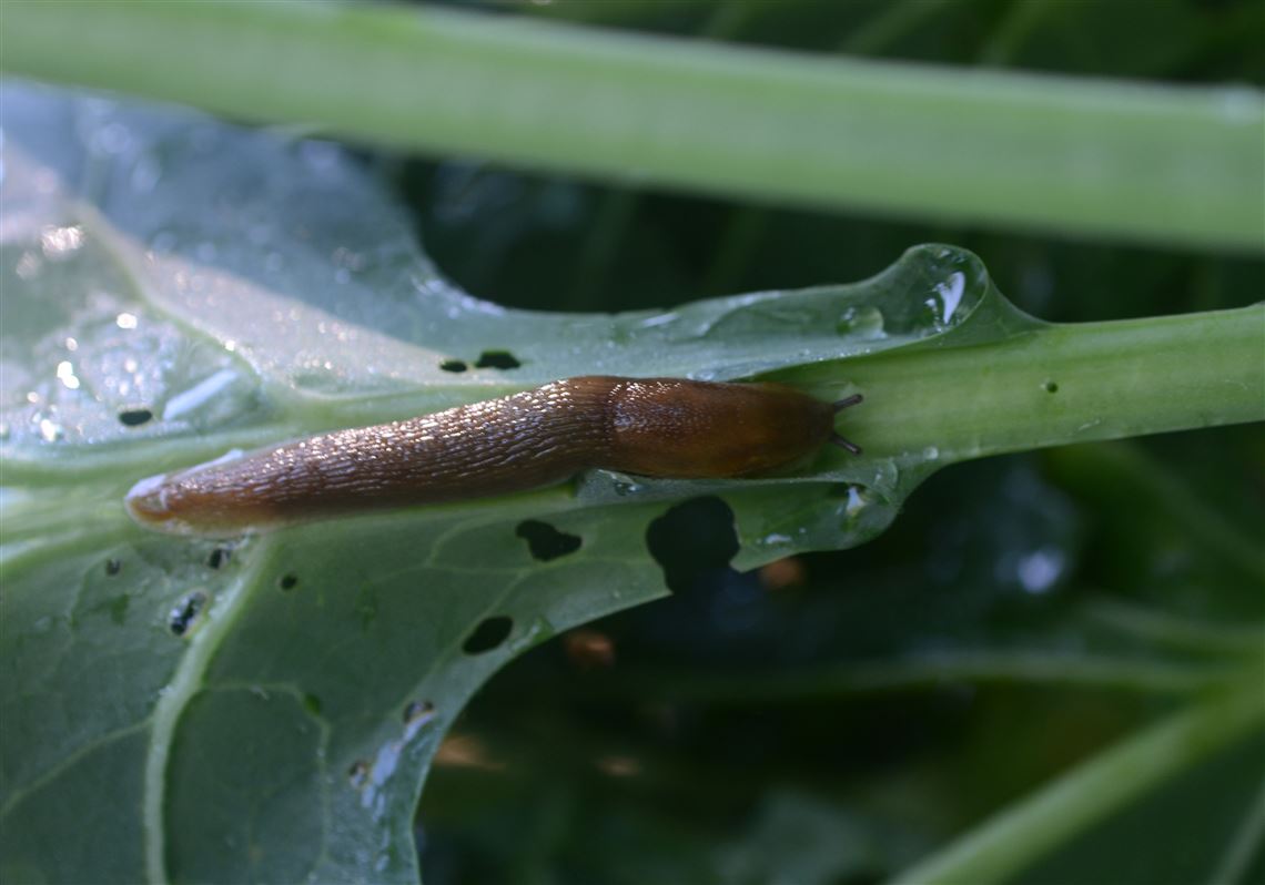 How to keep slugs off your plants | Pittsburgh Post-Gazette