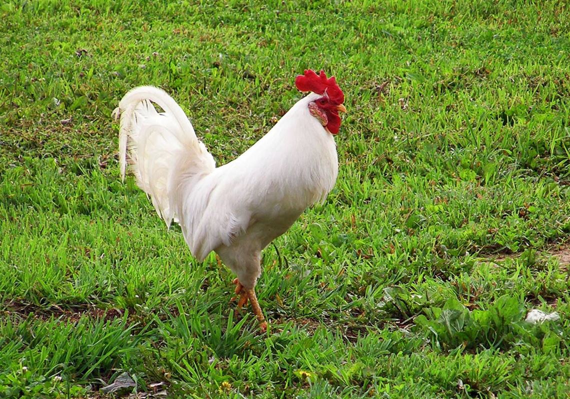 White Claret Rooster