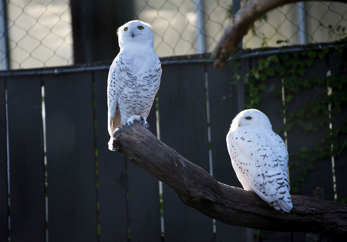 National Aviary in Pittsburgh unveils Snowy Owls exhibit | Pittsburgh ...
