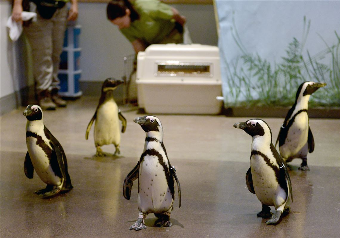 Local penguins to help celebrate World Penguin Day Thursday ...