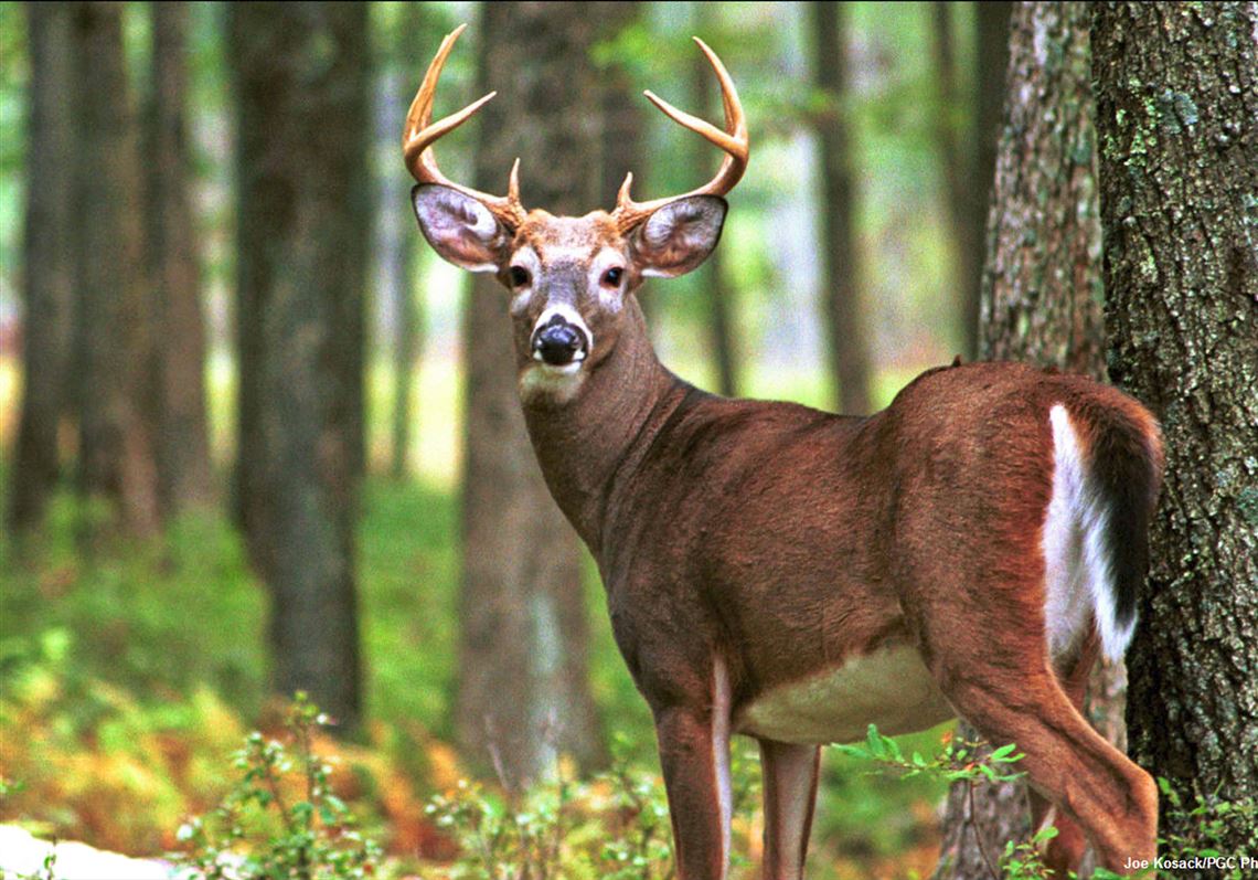 Mt. Lebanon's controlled archery hunt netted 101 deer | Pittsburgh Post ...