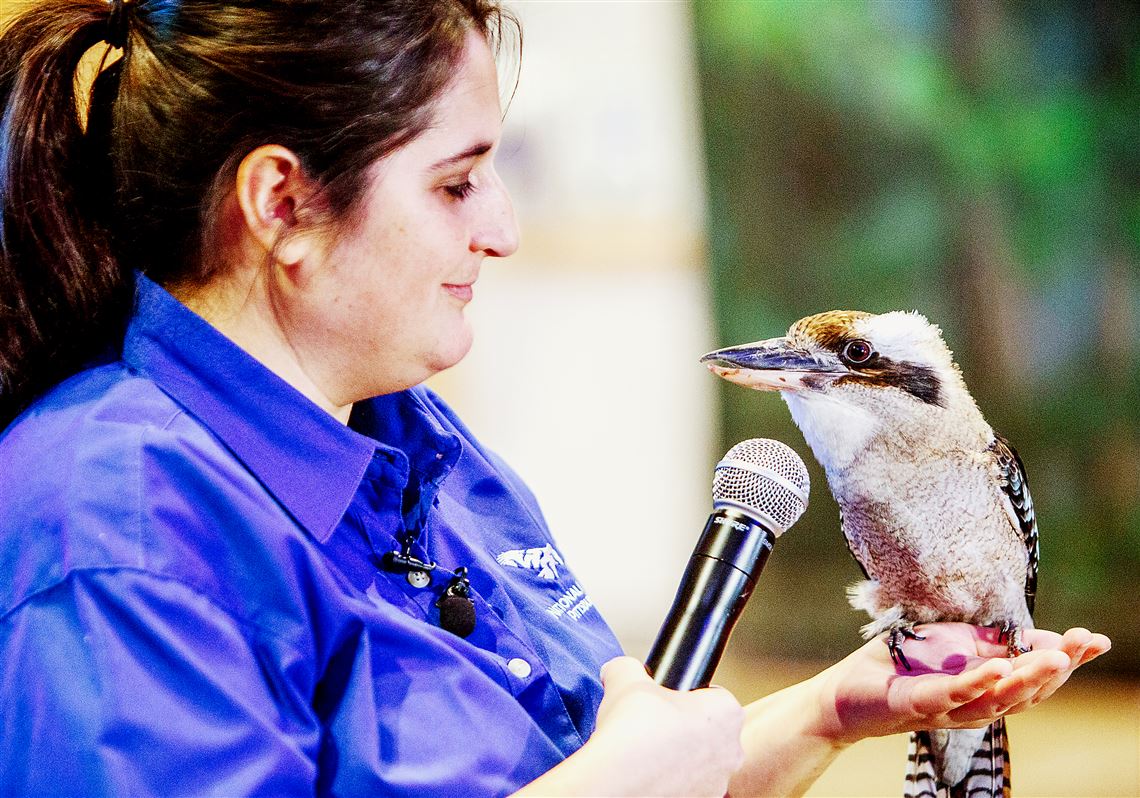 Birds soar indoors in new Aviary free-flight show | Pittsburgh Post-Gazette