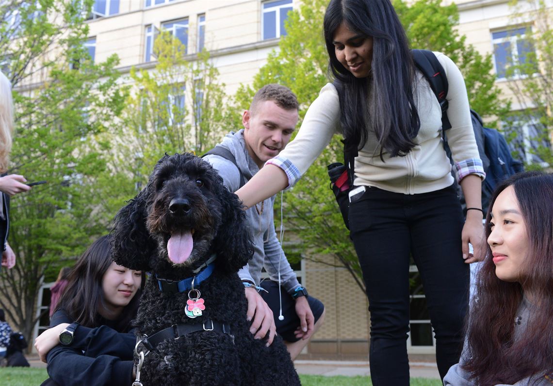 Pet Tales: Dogs give CMU students a study break | Pittsburgh Post-Gazette