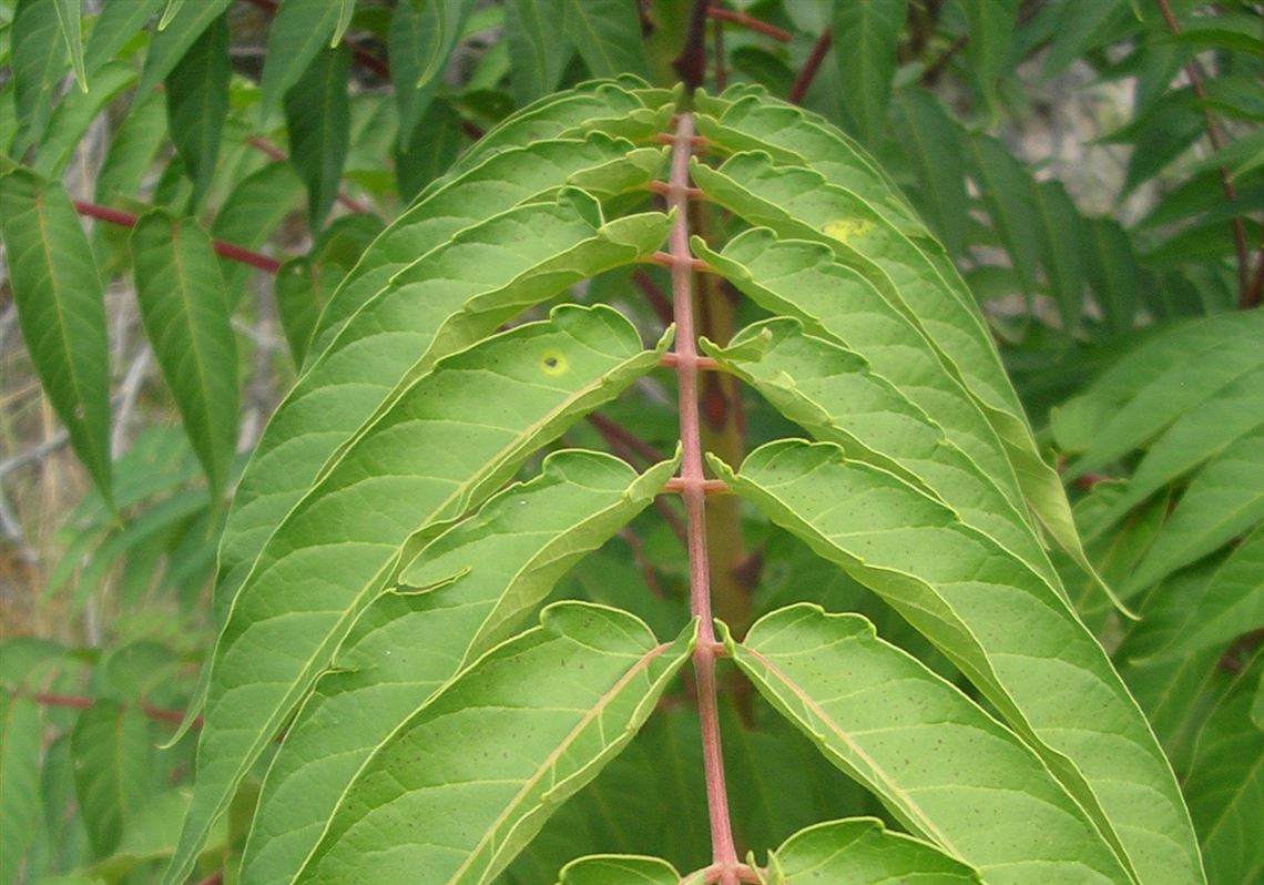 Let's talk about parks: early summer trees | Pittsburgh Post-Gazette