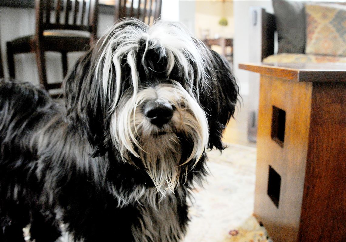 Pet tales: Local dog wins second place in national contest | Pittsburgh ...