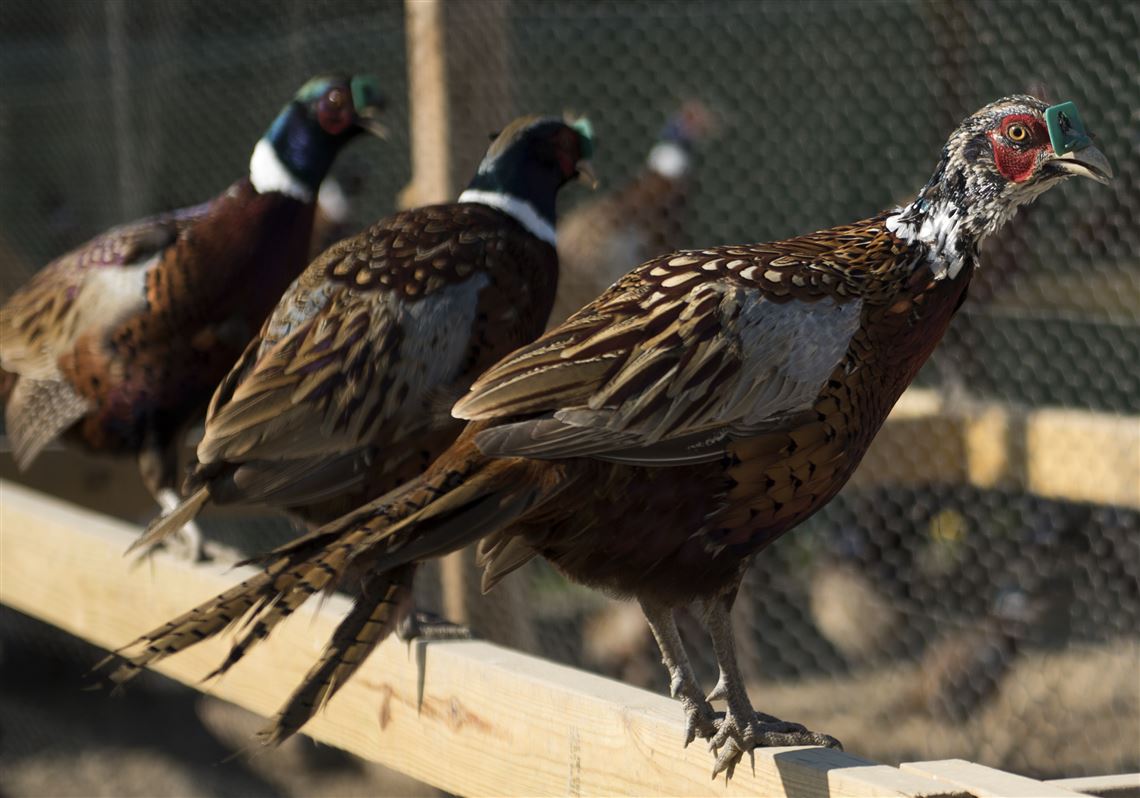 New state plan for pheasant propagation is geared to young hunters ...