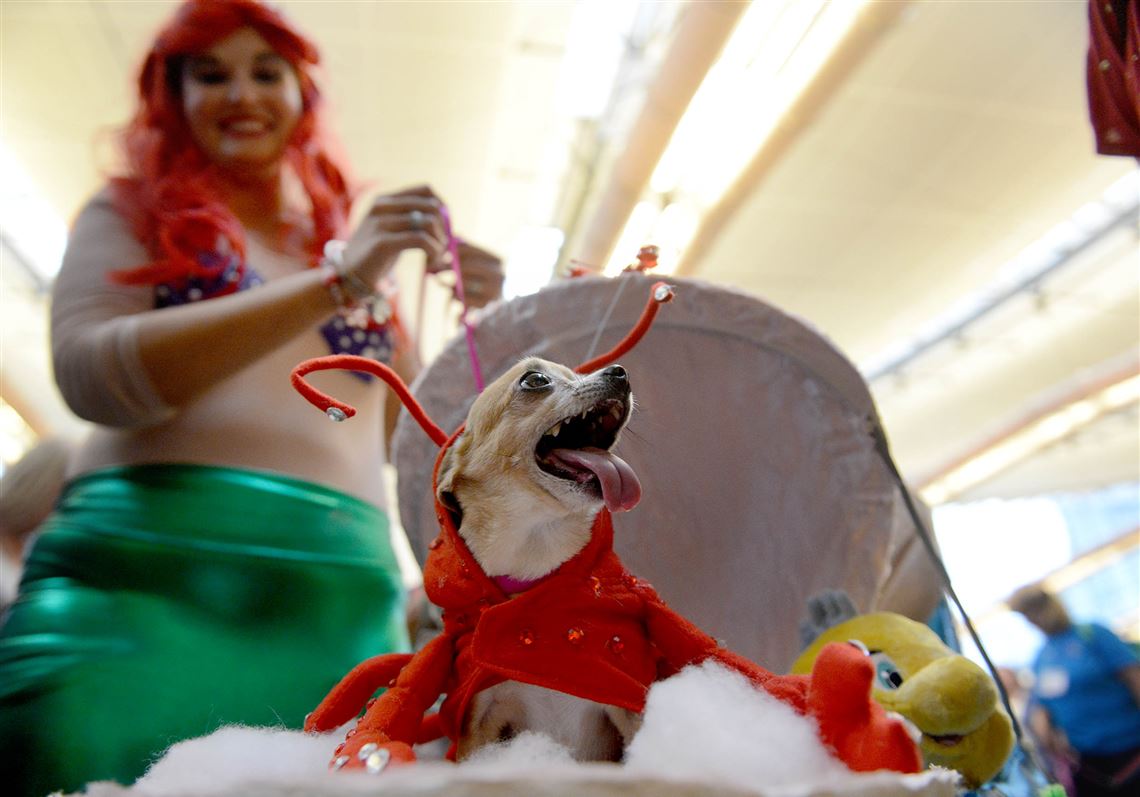 Pet Events: Catula goes a haunting, Pittsburgh Pet Expo and more ...