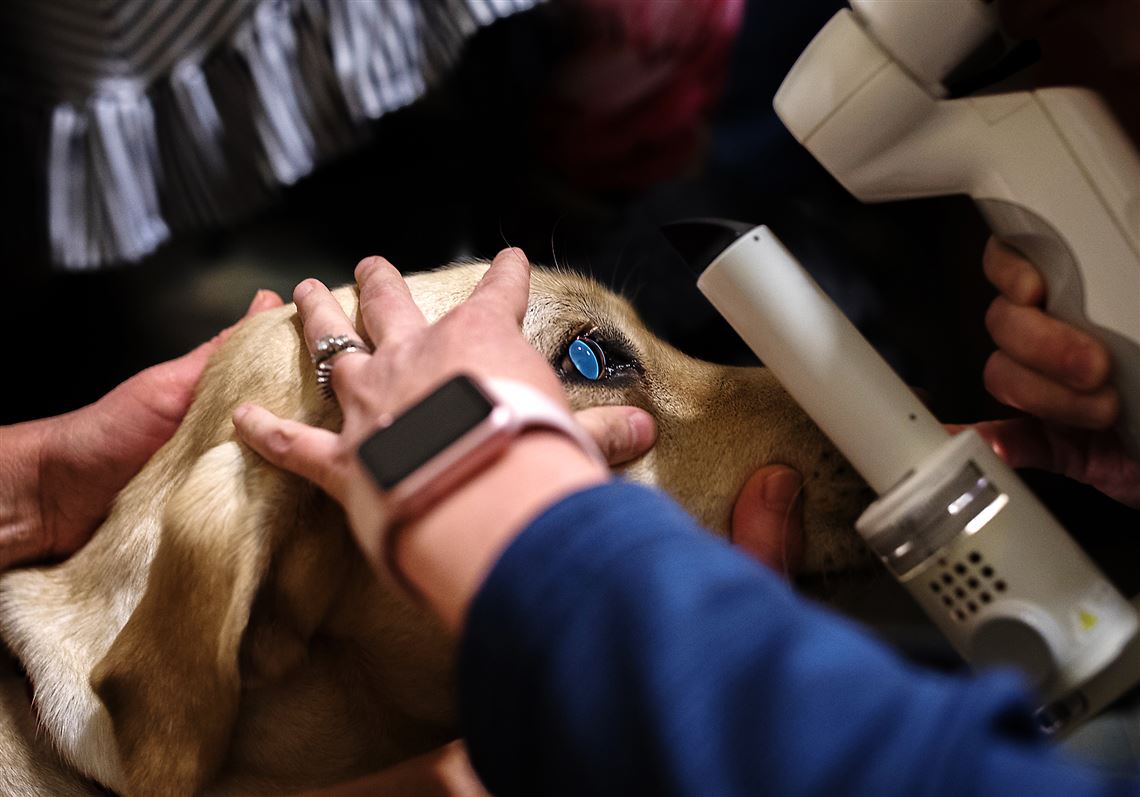 Pet Points: Eye exam a critical part of pets' annual physical ...