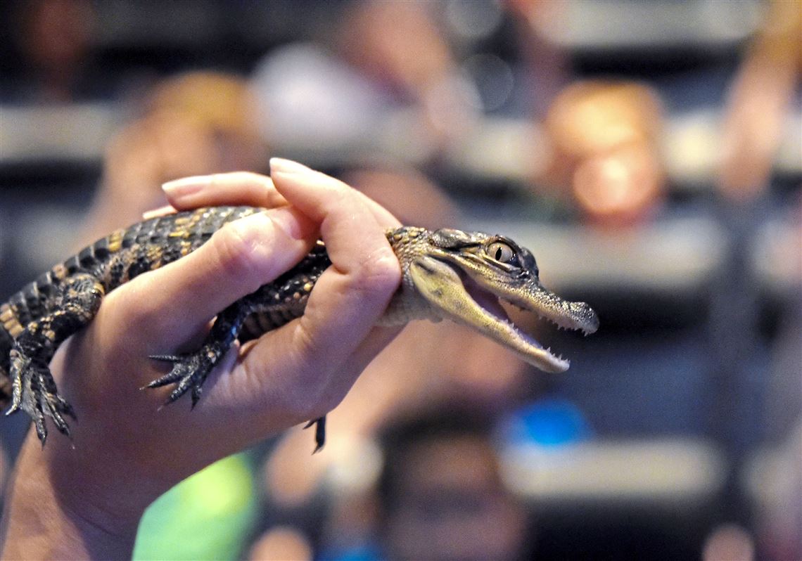 Is that a gator in your hand, ma'am? Rescued animals star in Carnegie ...