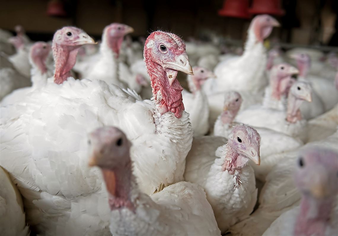 Want to cook a goose? Here's where you can get it | Pittsburgh Post-Gazette