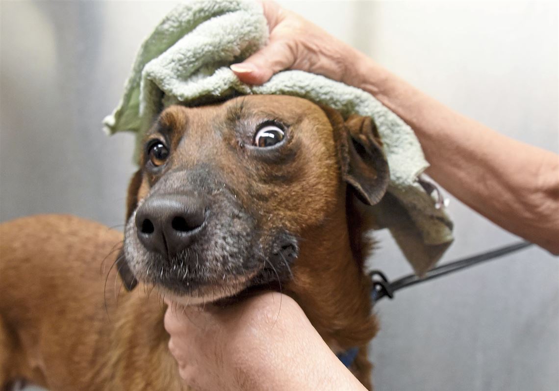 30 shelter animals get a sweet start to 2018 in Animal Friends' New ...