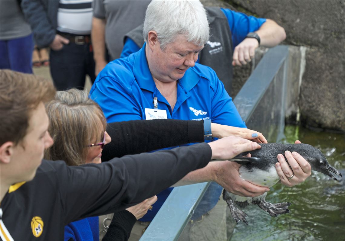 One of Each: The National Aviary reveals the gender of their Penguin ...