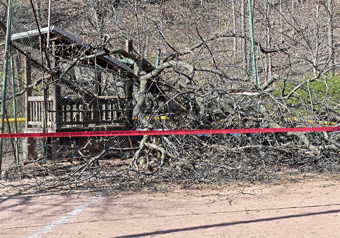 10 injured after tree falls on softball field in Bellevue | Pittsburgh ...