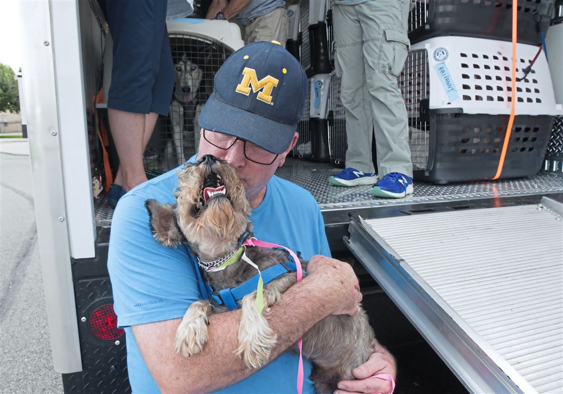 Hurricane Maria victims to be reunited with their lost pets ...