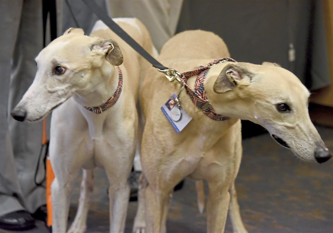 Pet Events: Market Square greyhounds, cemetery pet walk and more ...