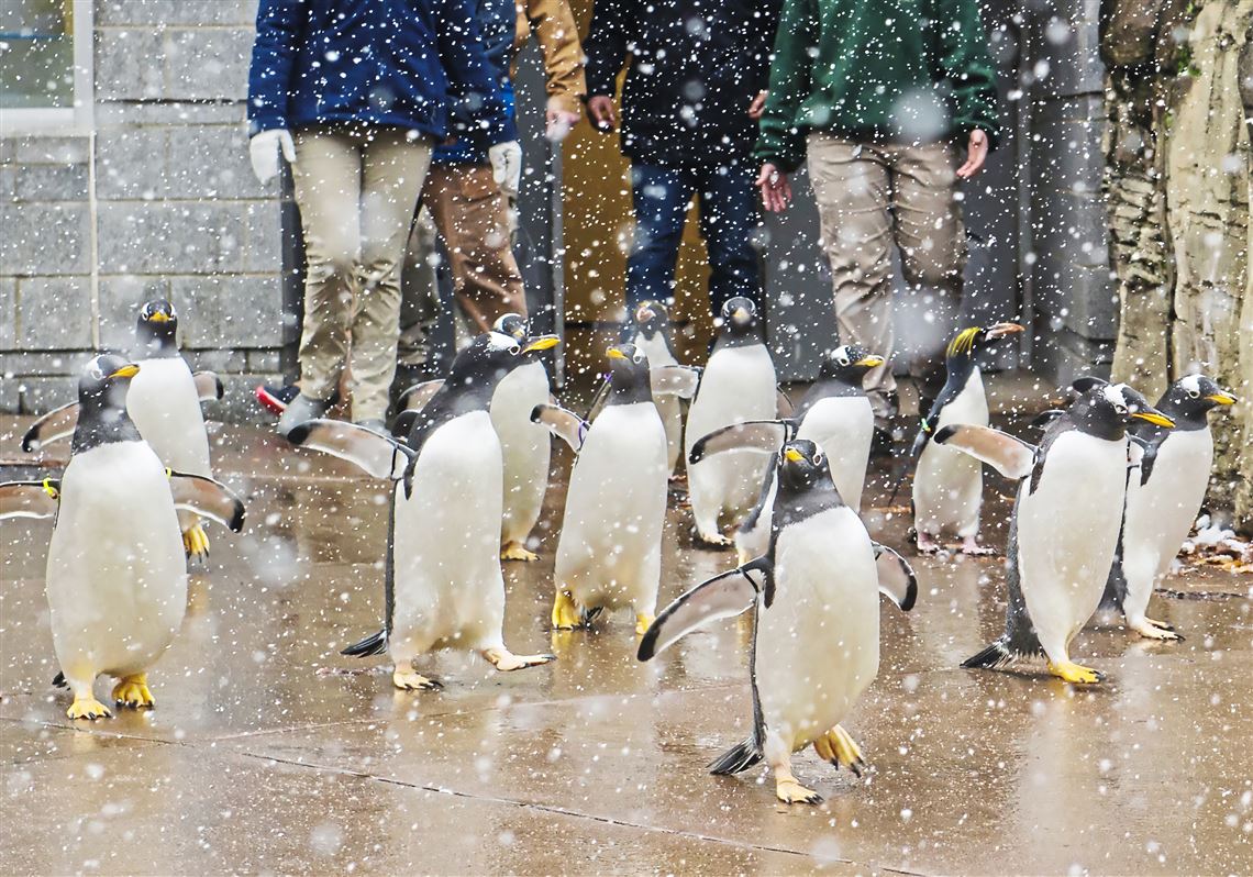 Penguin weather: Snow showers could total a half inch before tapering ...