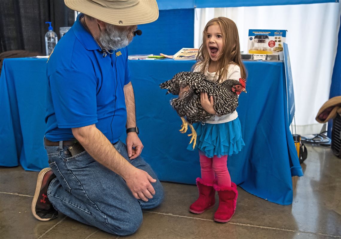 Pet Tales: Chicken racers take it easy on the track at Home Show ...