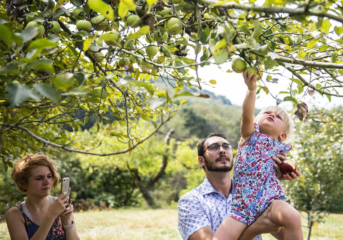 It's fun to be really picky during apple season | Pittsburgh Post-Gazette