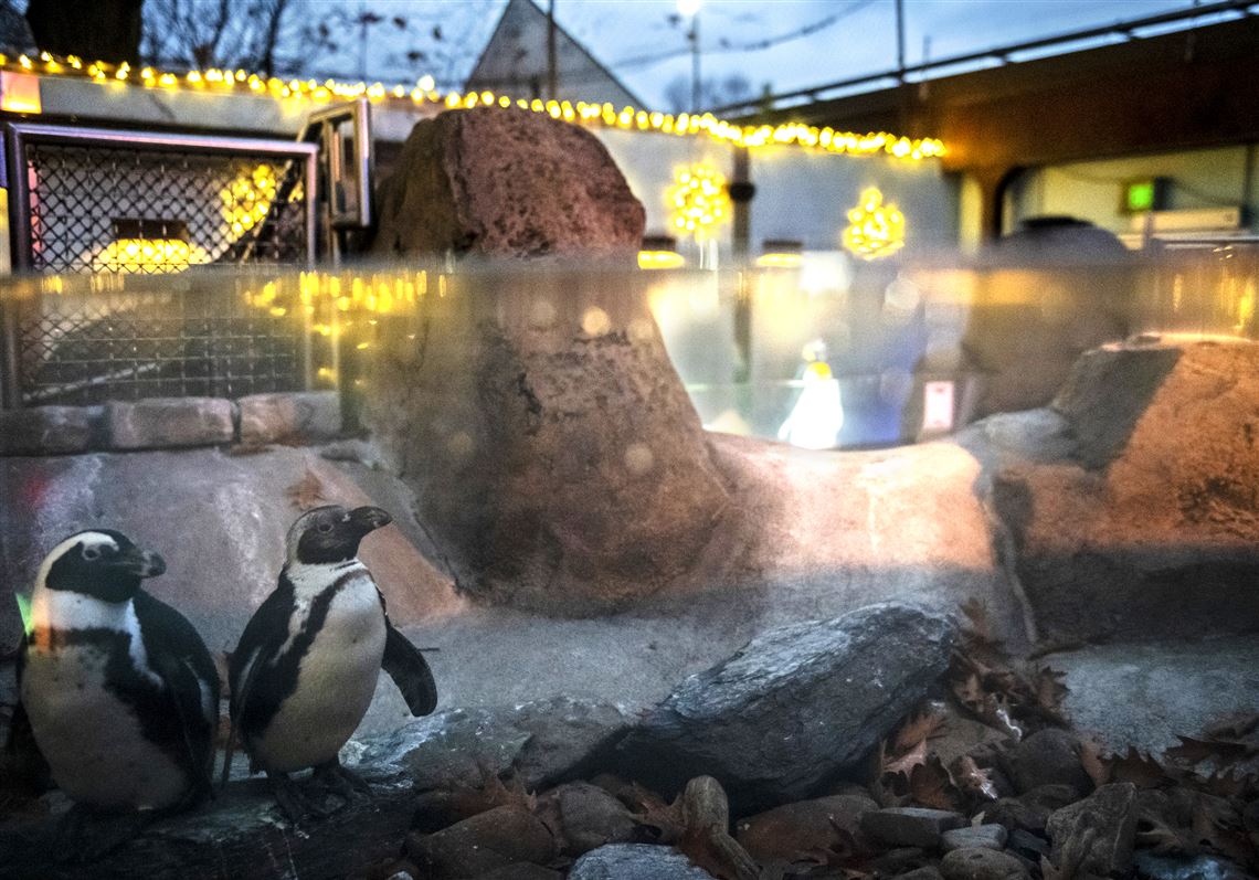 Pet events: Holiday-themed parties and lights for people, animals ...