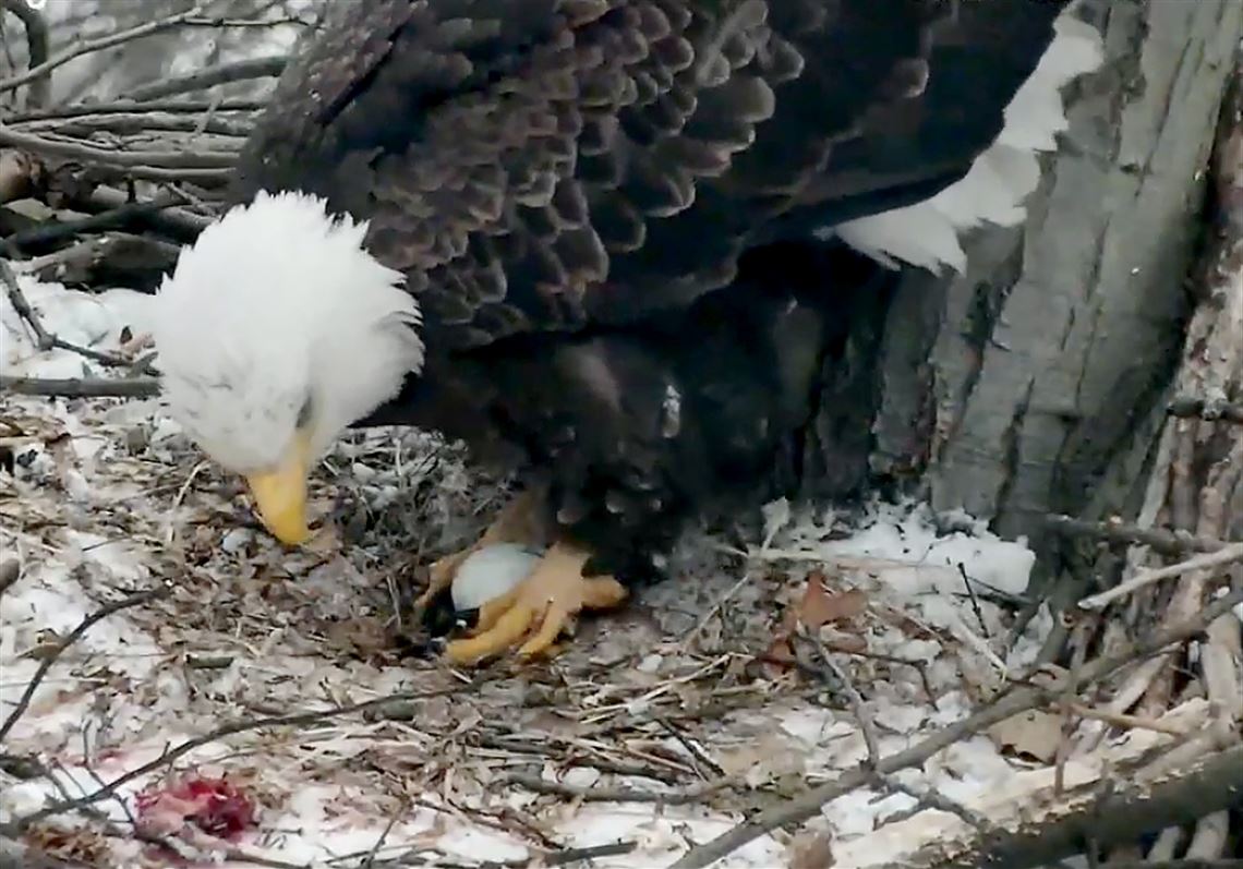 Hays bald eagle lays first egg | Pittsburgh Post-Gazette