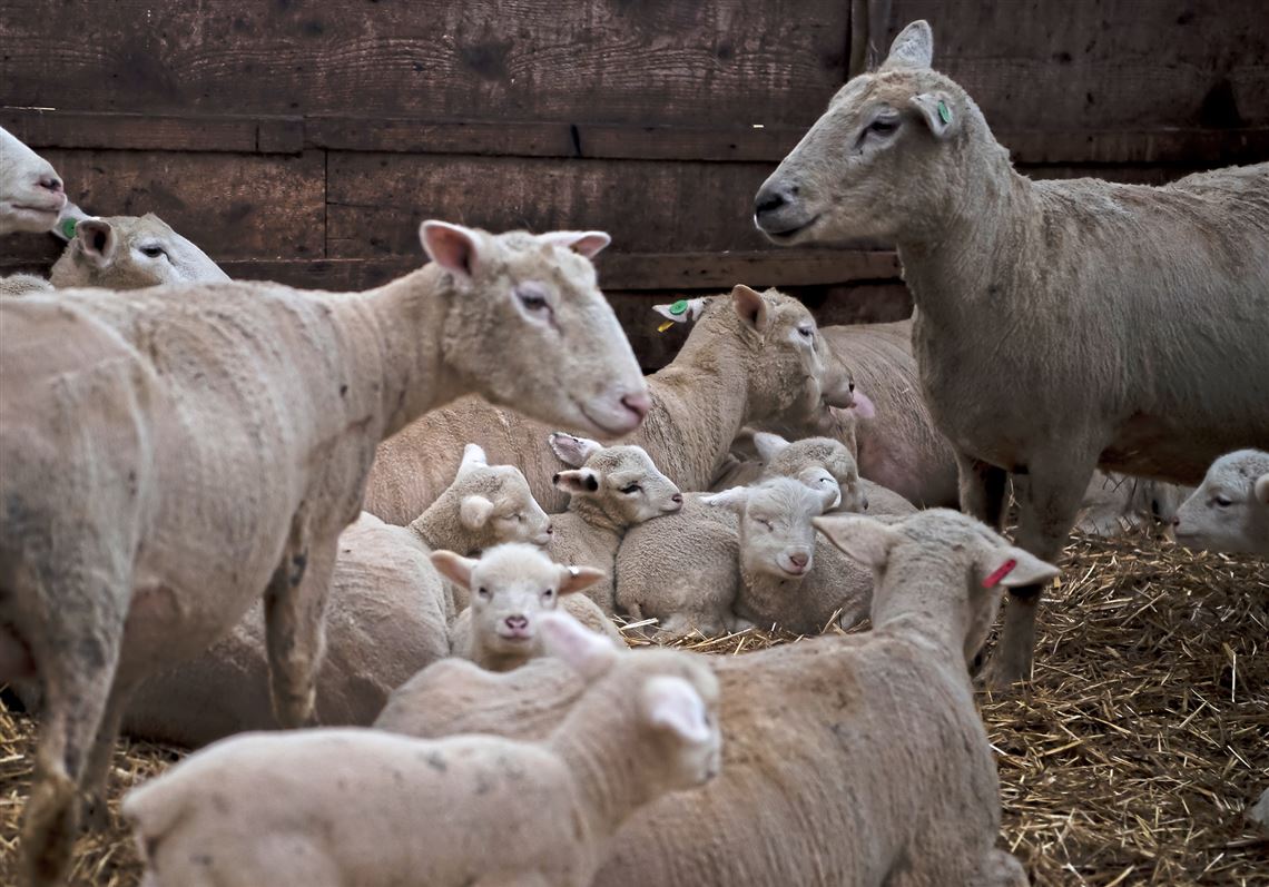Farmers' anger melts thanks to co-op that's bridging Amish, modern ...