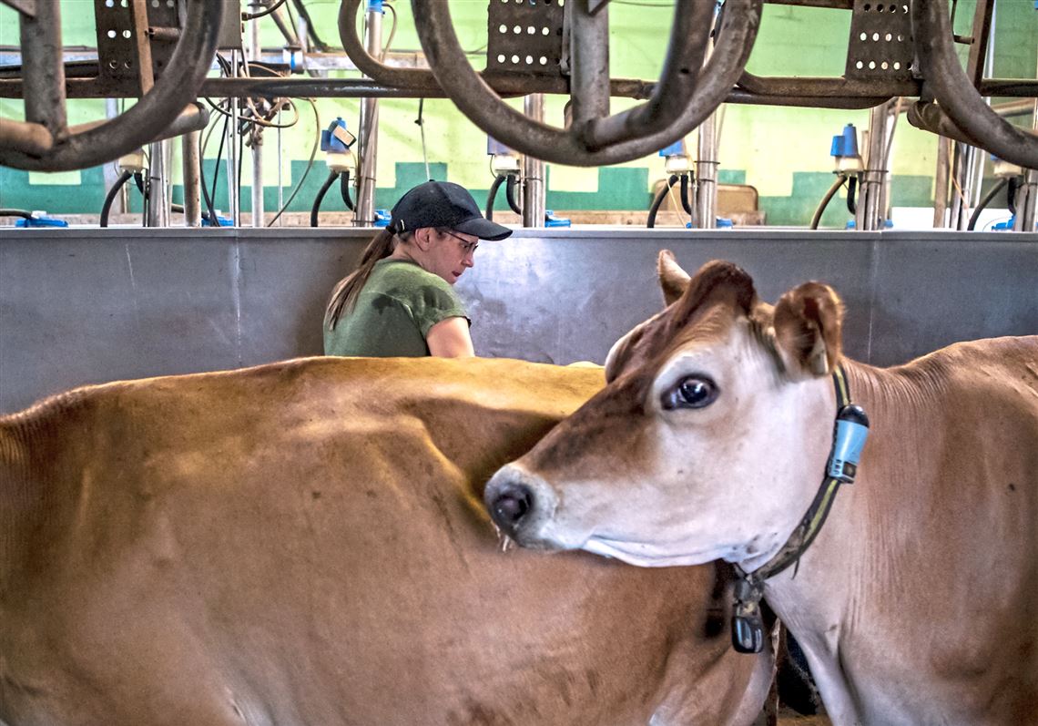 A labor shortage in farming? That's nothing new, area farmers say, but ...