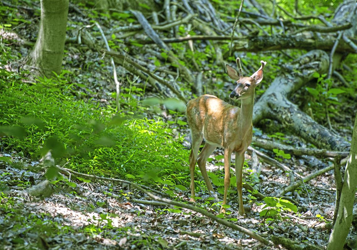 Dead deer | Pittsburgh Post-Gazette