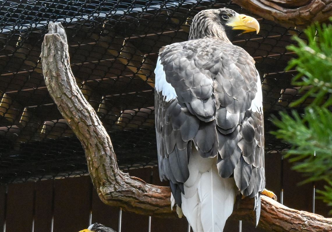 New girl in town: A mate for Kody the wandering sea eagle at National ...