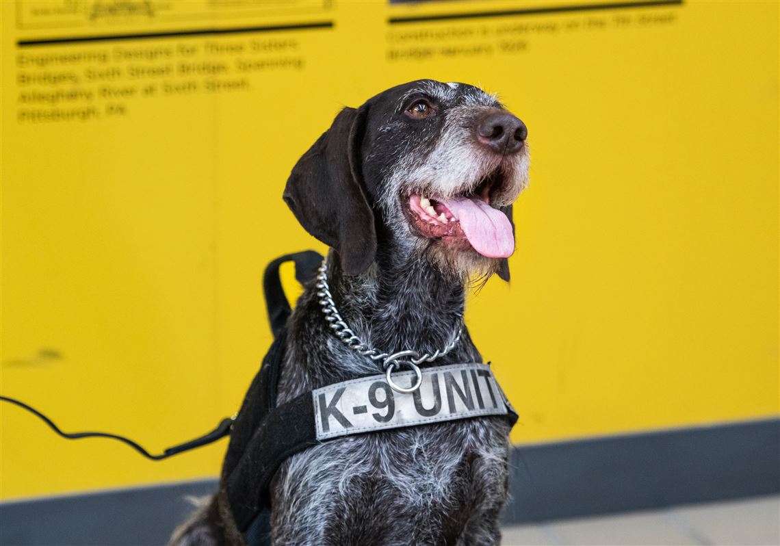 Baro, the TSA bomb-sniffing pointer at Pittsburgh International Airport ...