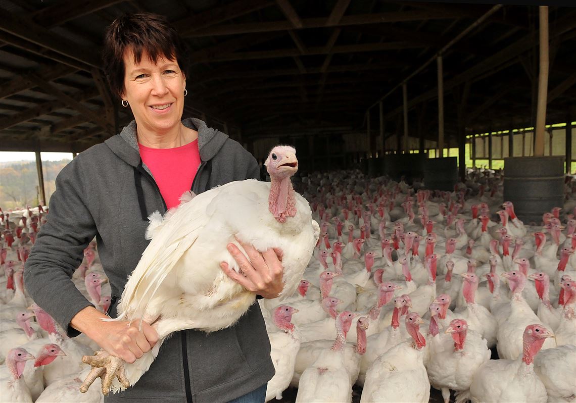 Talking turkey: Some nonconventional options for your holiday bird ...