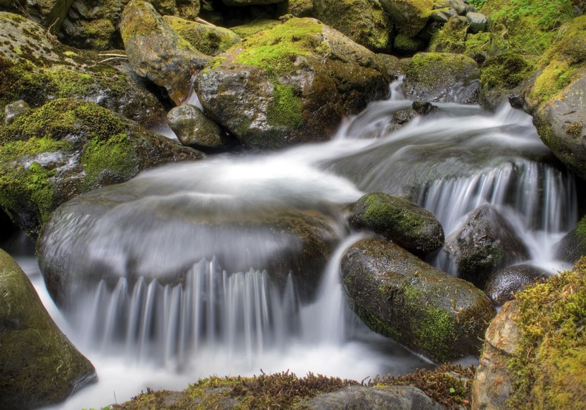 First Person / Walking with nature | Pittsburgh Post-Gazette