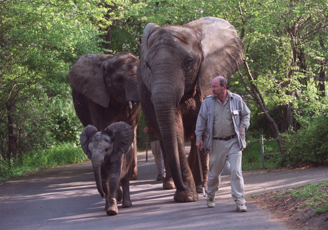 Pittsburgh Zoo & PPG Aquarium reports female elephant calf has 'serious ...