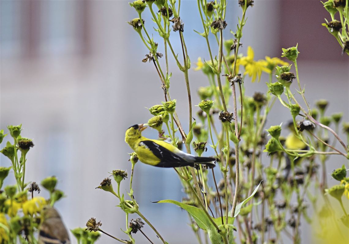 Make pollinators feel at home in your garden | Pittsburgh Post-Gazette