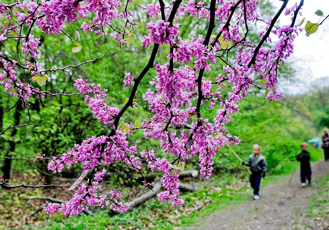 Two-year project continues to plant the town pink with redbuds ...