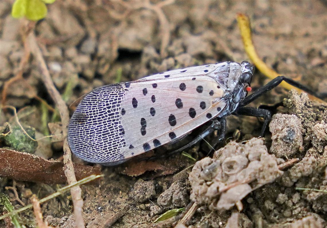 North Park meeting to discuss fight against spotted lanternfly ...