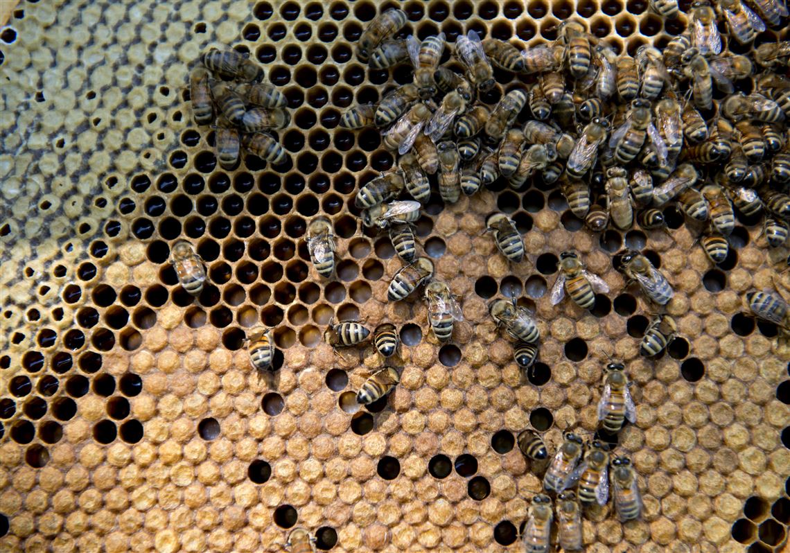 Good news for bees as numbers rise and mystery malady wanes ...