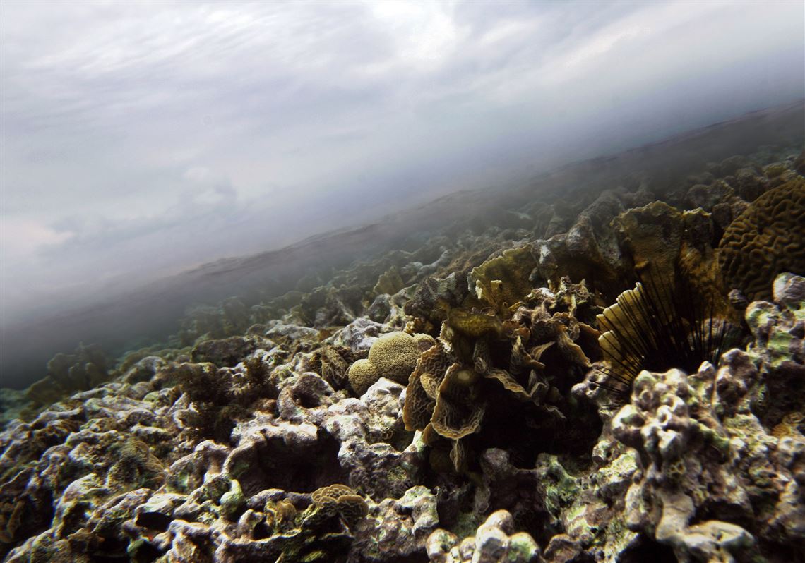 Belize offshore oil plan sparks worries for reefs, fisheries ...