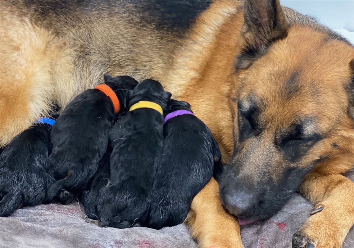 Lucky No. 7: Ben Roethlisberger welcomes seven new puppies to family ...