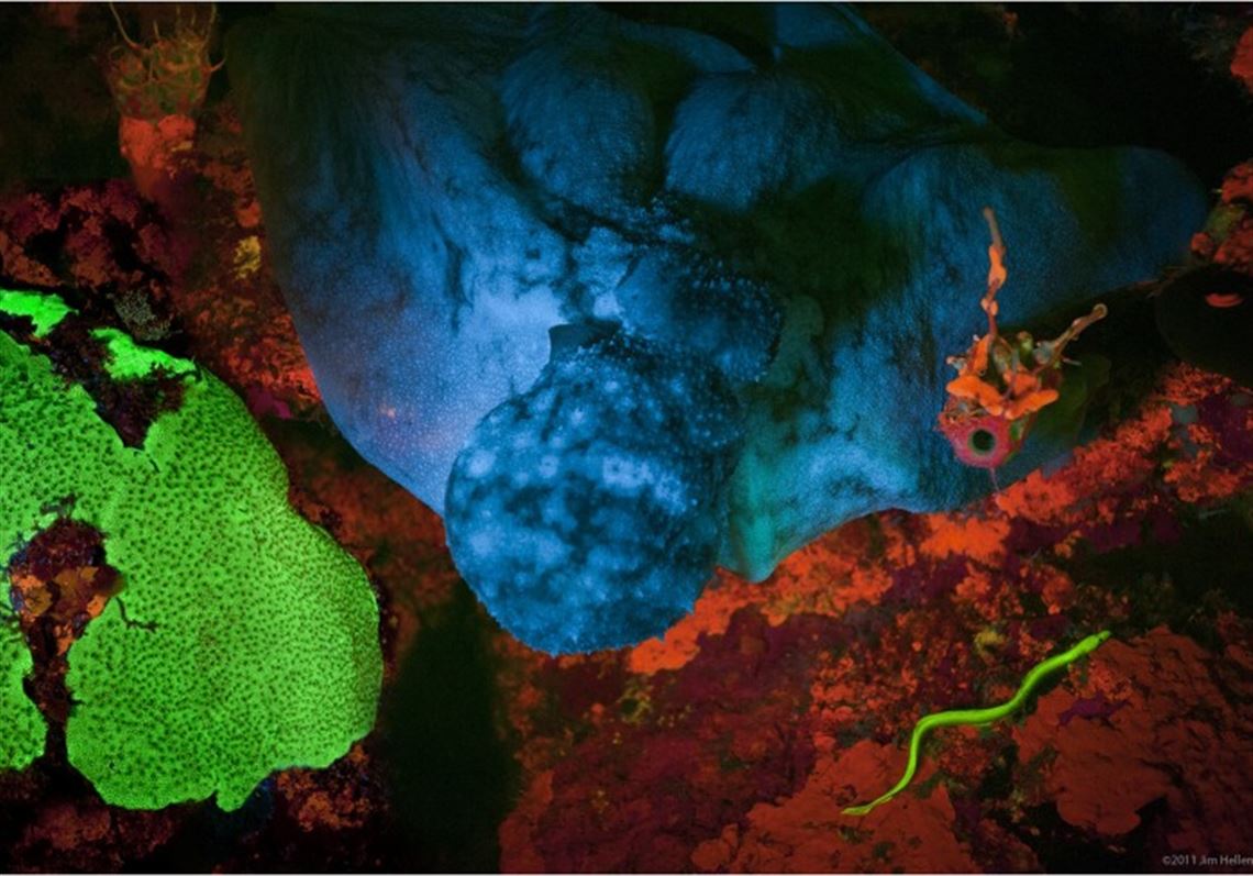Creatures that glow: Biofluorescence research holds medical promise ...