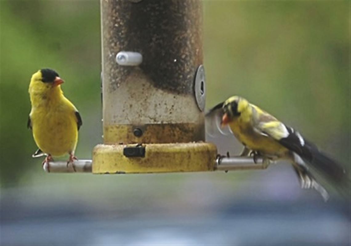 Pet Tales: Feeding and watching birds can be a quarantine adventure ...