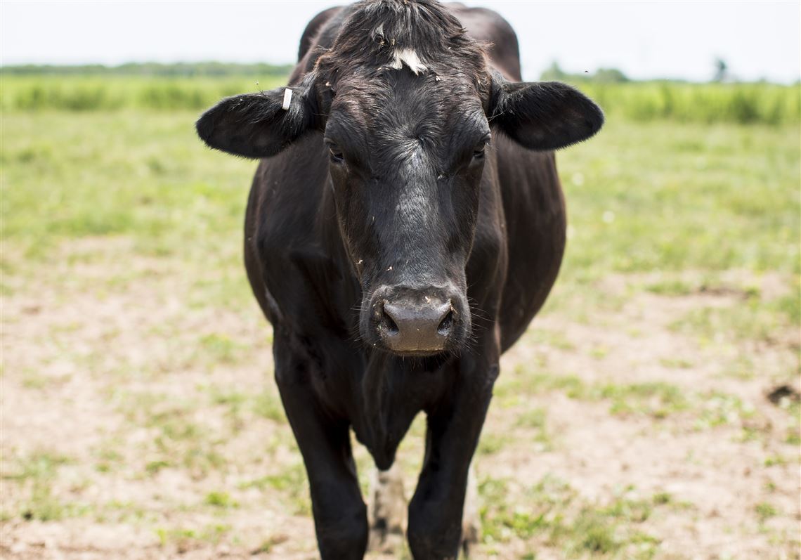 Jon Hochschartner: Animal issues aren’t nonpartisan — they’re ...